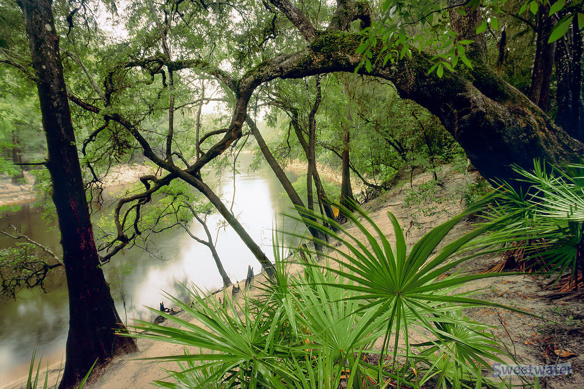 Suwannee River and the Florida Trail - Fine Art Print - John Moran Florida Nature Photography ...