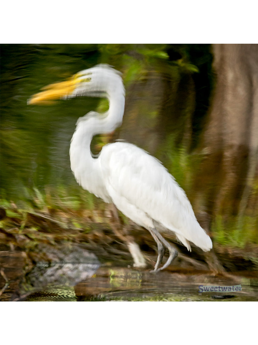 Water Bird - Fine Art Print - John Moran Florida Nature Photography ...