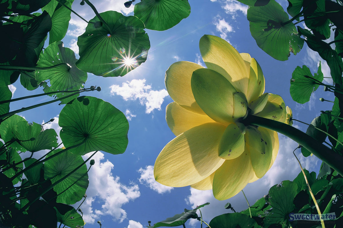 American Lotus • Paynes Prairie - Fine Art Print - John Moran Florida ...