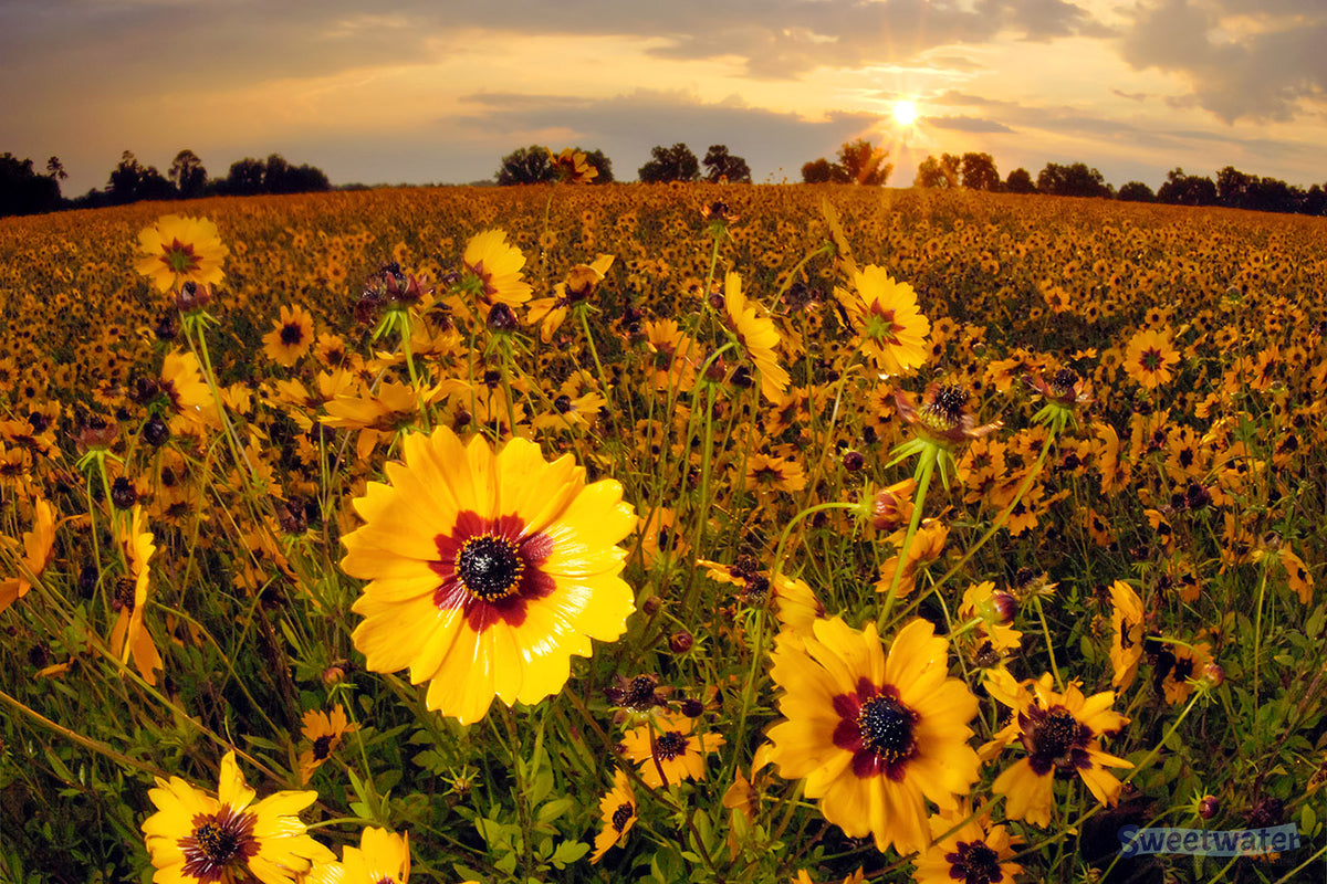 Land of Flowers - Fine Art Print - John Moran Florida Nature ...