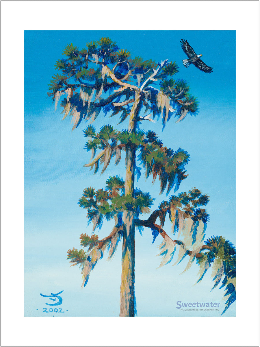 Mackay Pine - Fine Art Print - Johnny Dame - Fine Art Painter ...