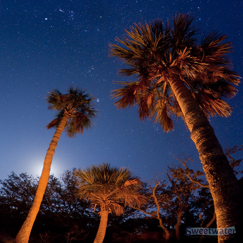 Moon Garden - Fine Art Print - John Moran Florida Nature Photography ...