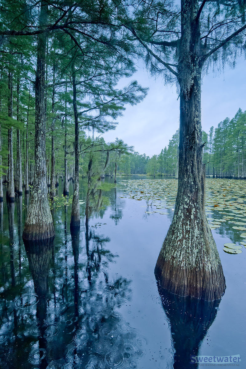 Serenity of Wild Places - Fine Art Print - John Moran Florida Nature ...