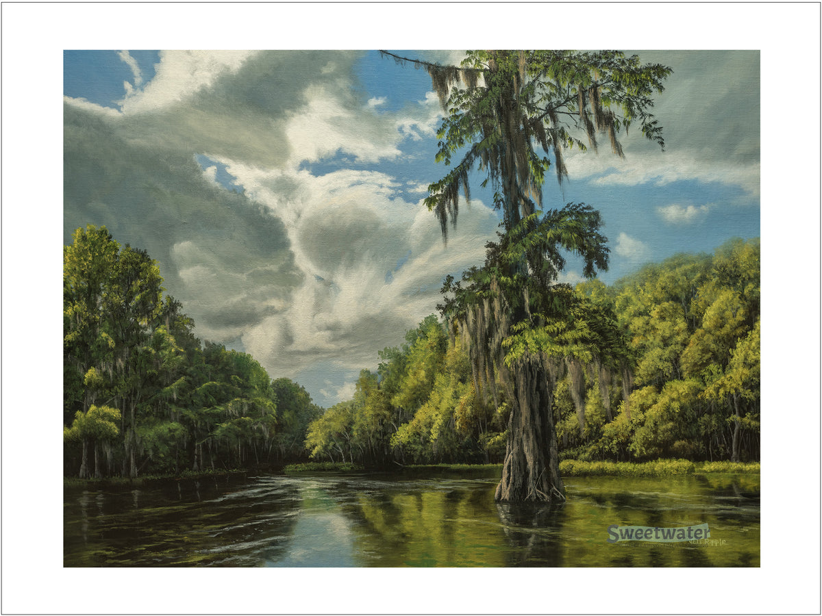 Spring Flush, St. Marks River - Fine Art Print - Jeff Ripple - Fine Art ...