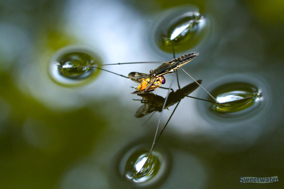 Surface Tension - Fine Art Print - John Moran Florida Nature ...