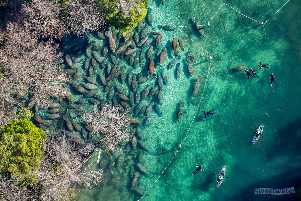 The View from Above • Crystal River Manatees - Fine Art Print - John ...
