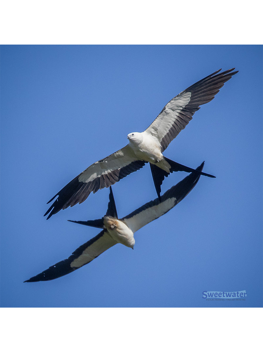 Together We Fly - Fine Art Print - John Moran Florida Nature ...