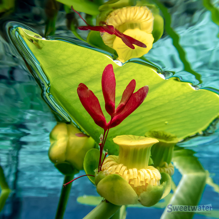 Water Garden • Alexander Springs - Fine Art Print - John Moran Florida ...