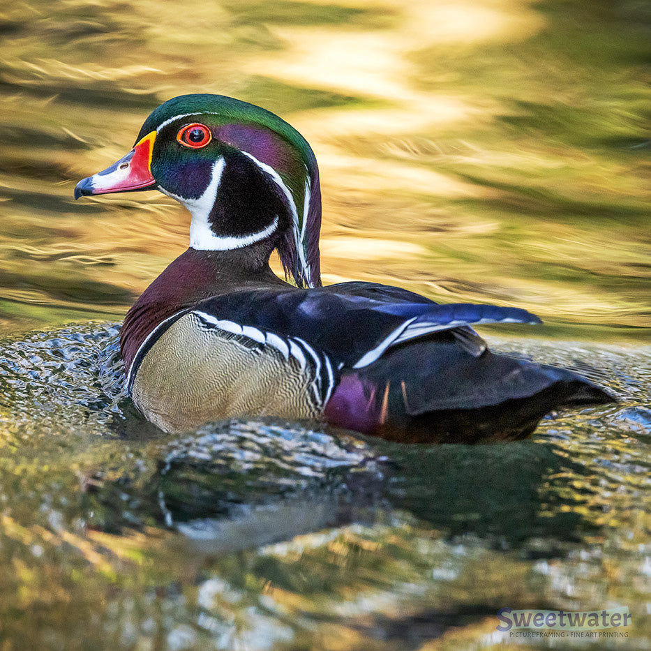 Wood Duck • Silver Springs - Fine Art Print - John Moran Florida Nature ...