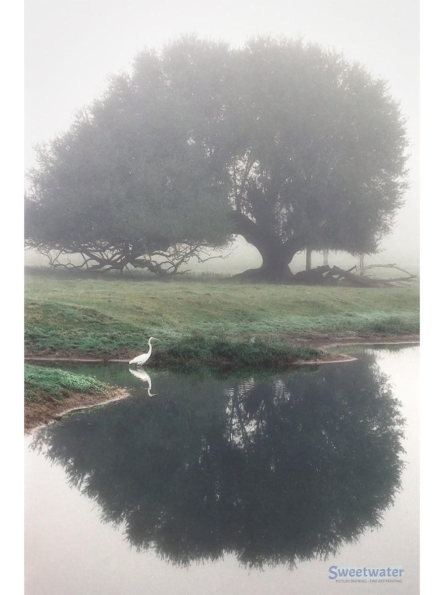 Morning Reflection - Fine Art Print - John Moran Florida Nature ...